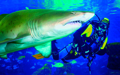 Deepseaworld | Visit Scotland's National Aquarium