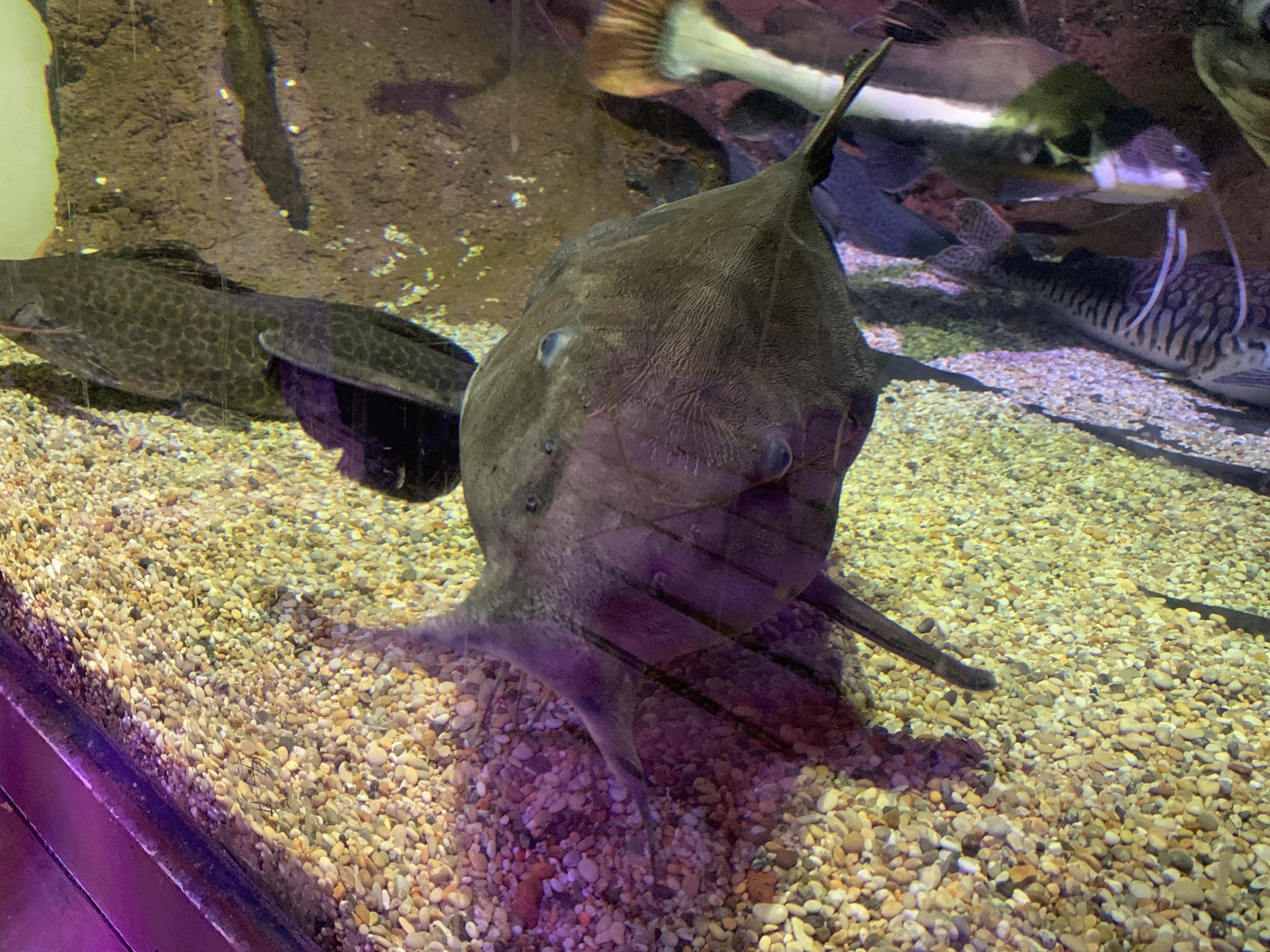 Ripsaw Catfish | Animals | Discover | Deep Sea World