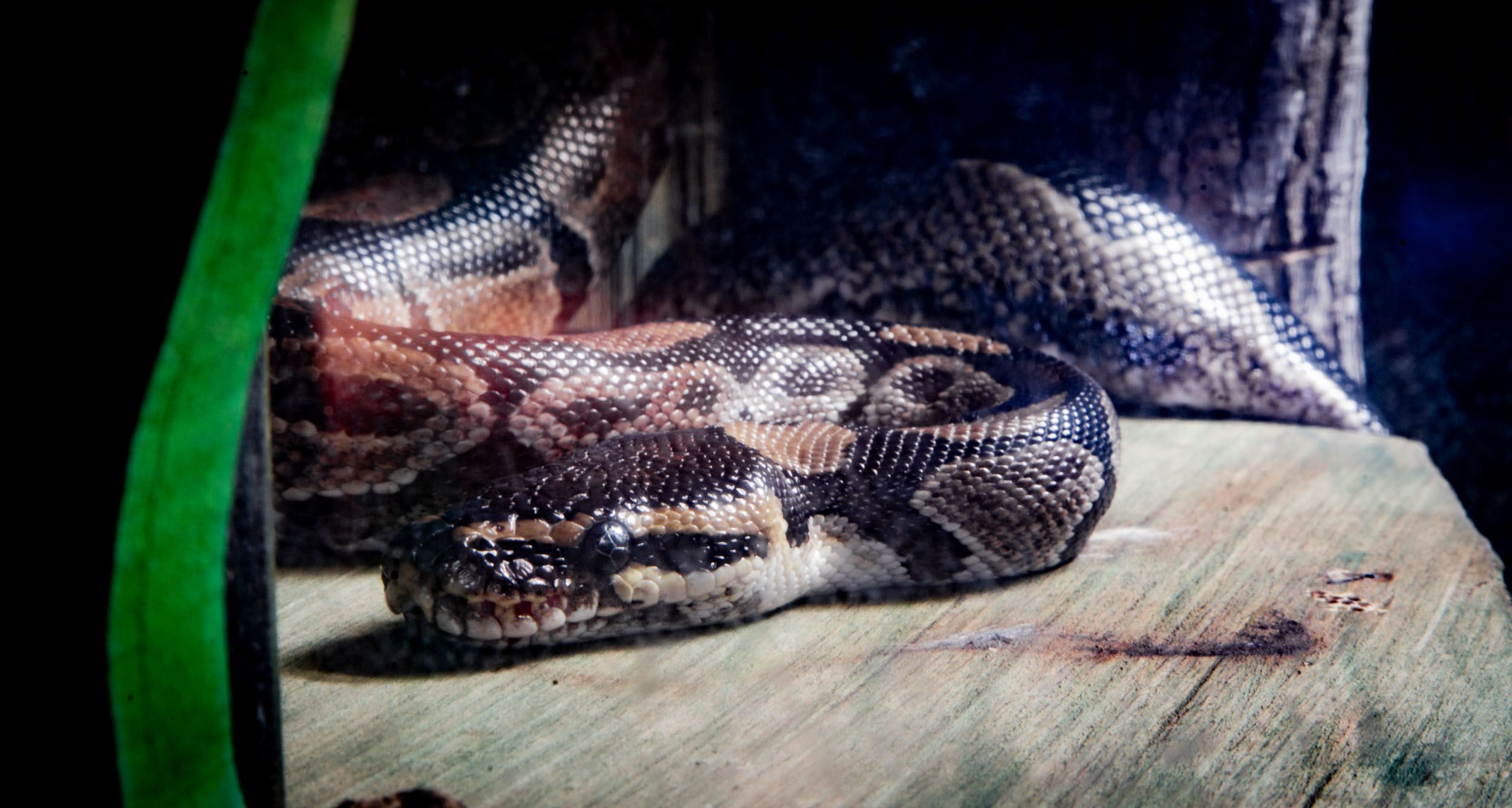 Royal Python | Animals | Discover | Deep Sea World