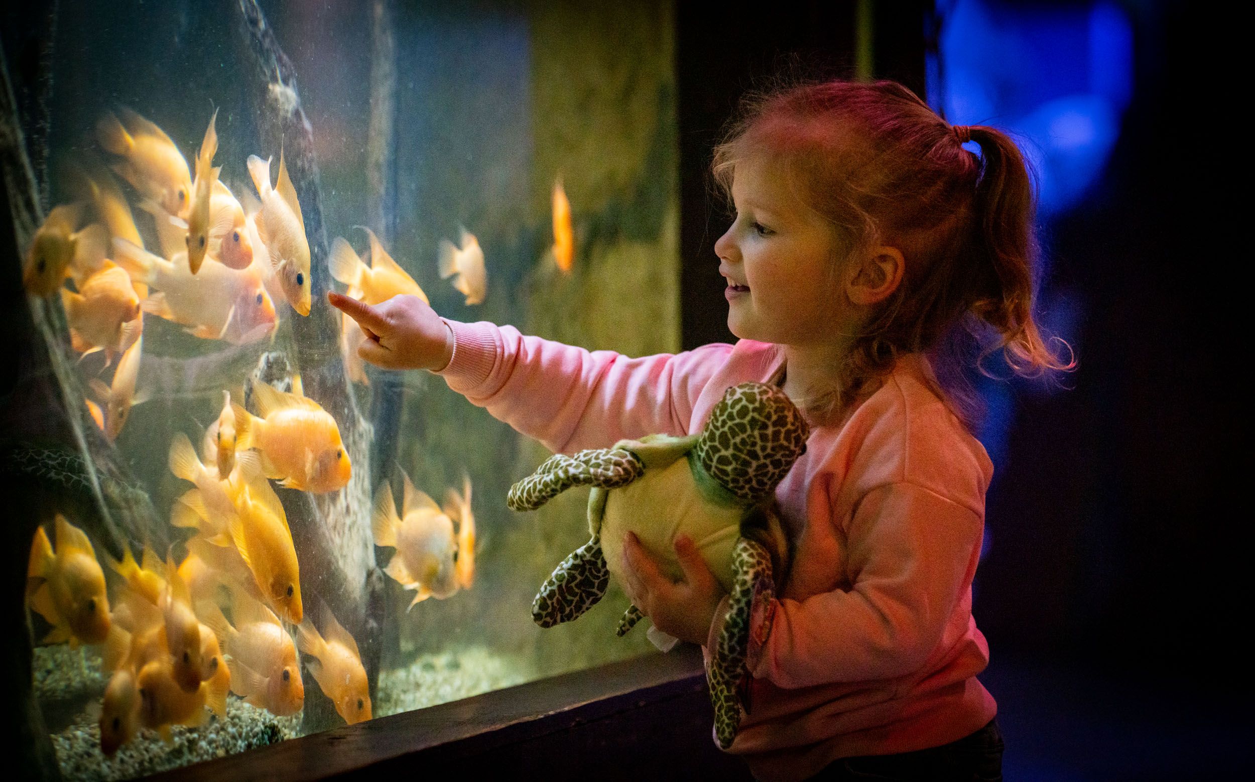 Friends of Deep Sea World Competition! | Deep Sea World