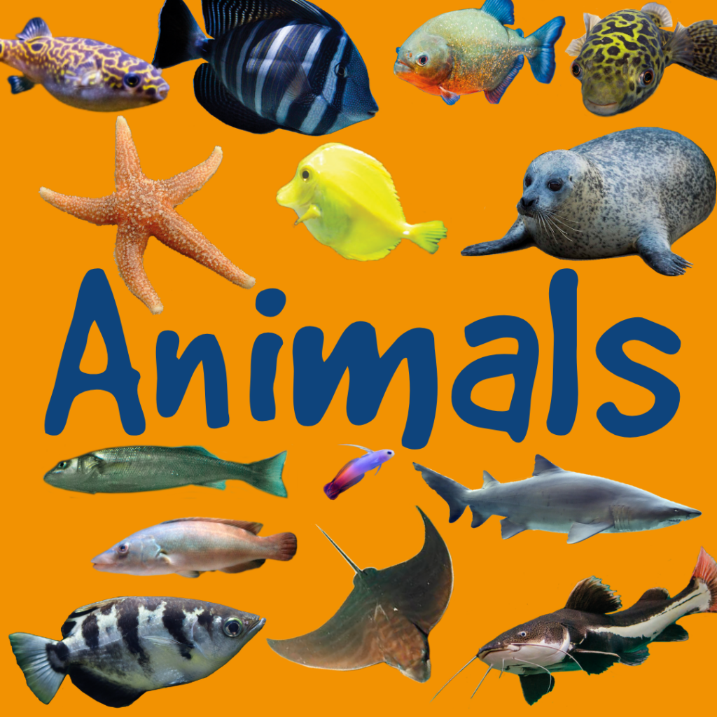 Visitor Info | Deep Sea World