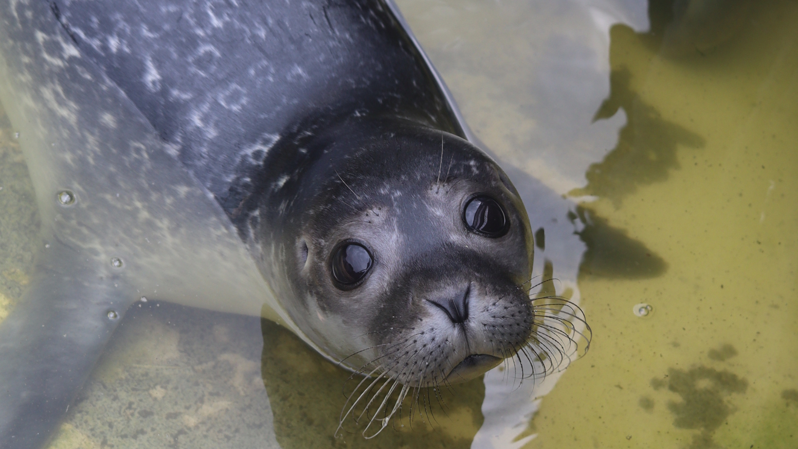 Deep Sea World | Scotland's National Aquarium