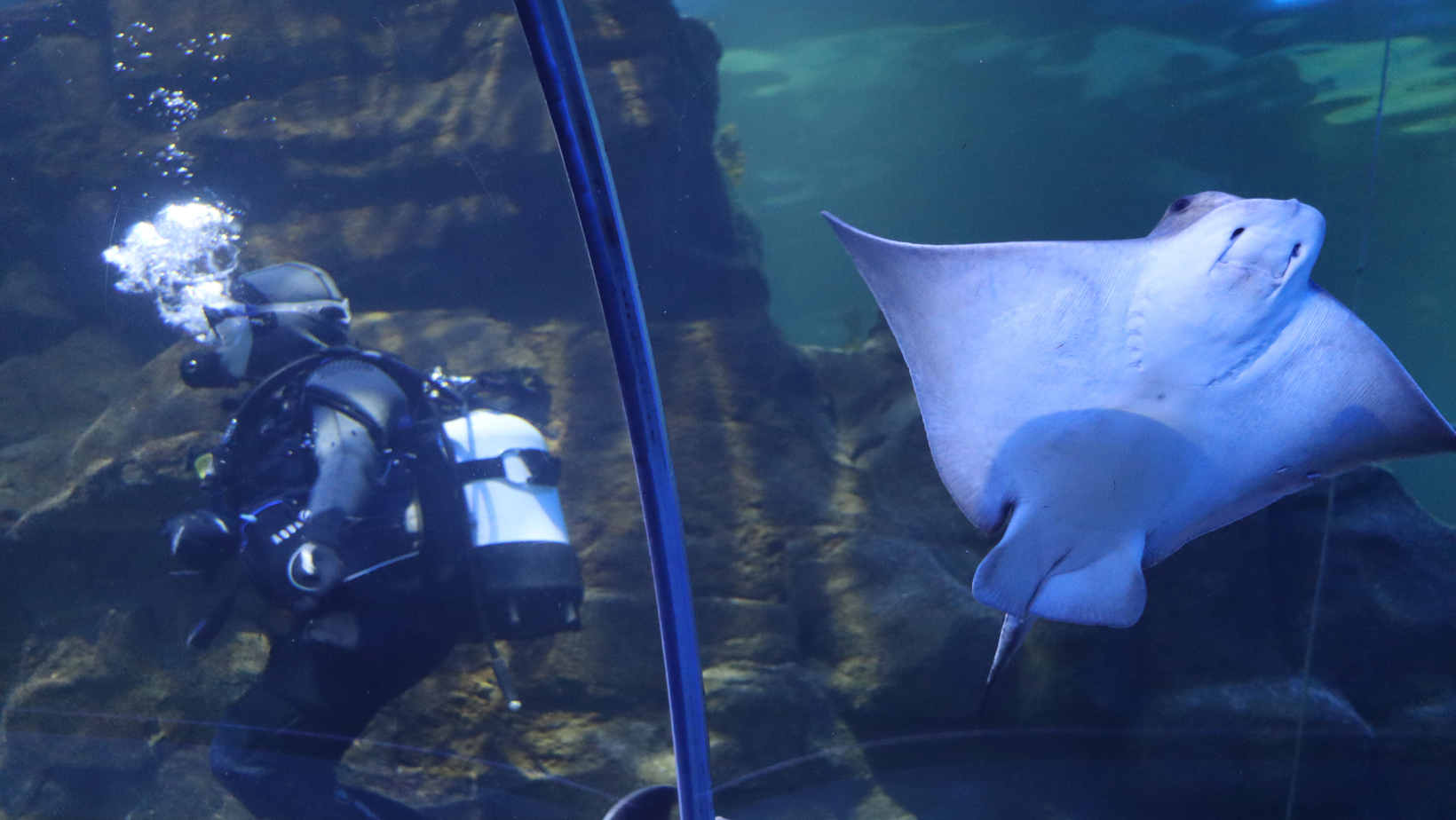 Exhibits | Discover | Deep Sea World