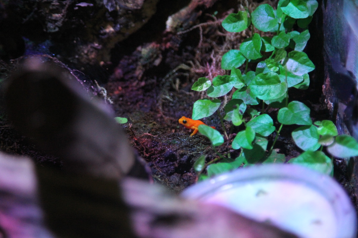 10 Fun Facts About Frogs | Deep Sea World