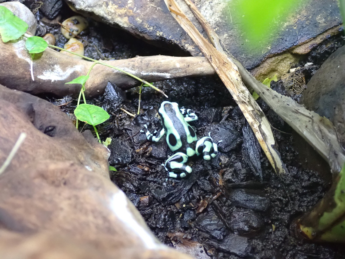 10 Fun Facts About Frogs | Deep Sea World