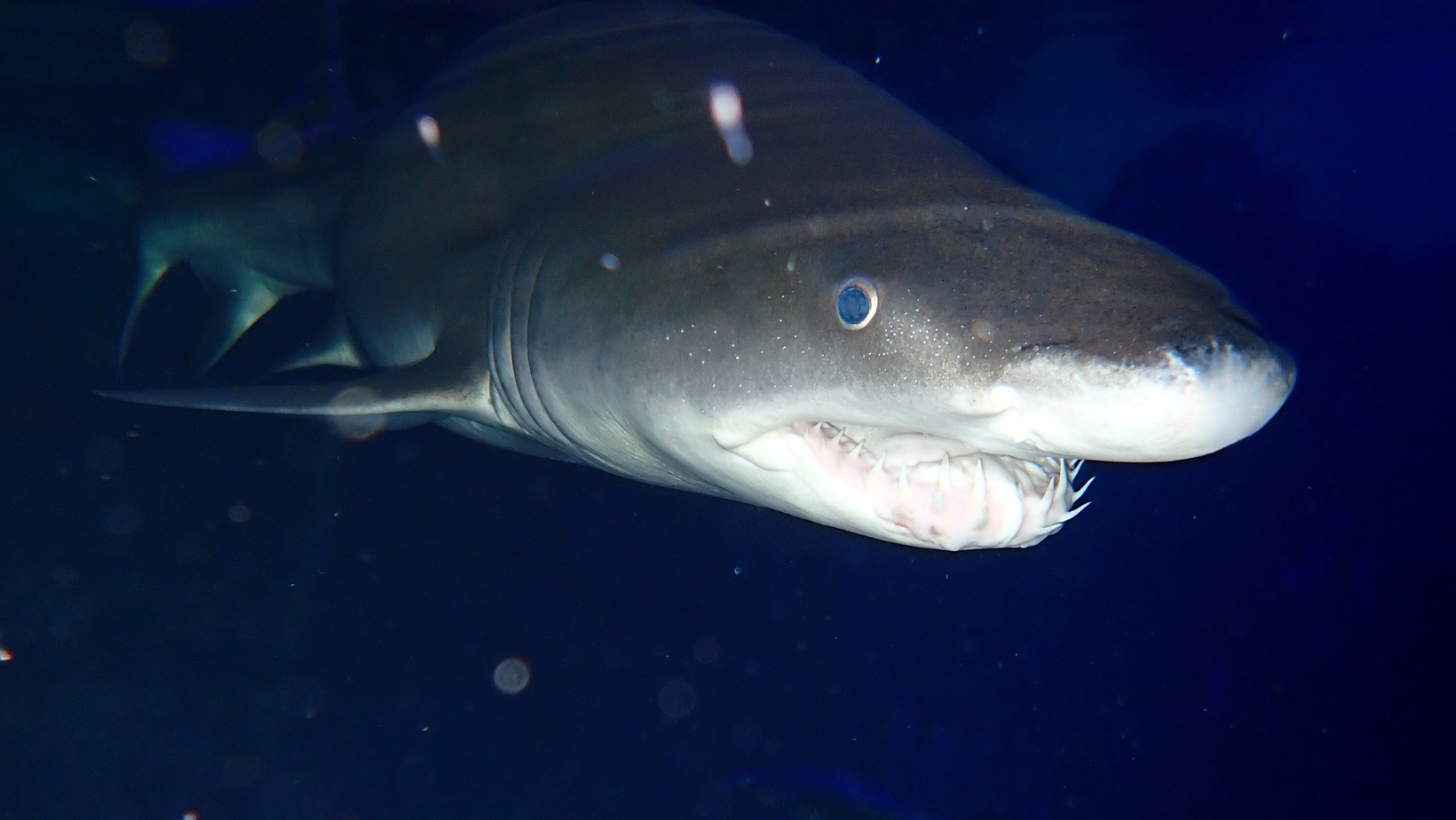 Shark Diving: Your Questions Answered | Deep Sea World