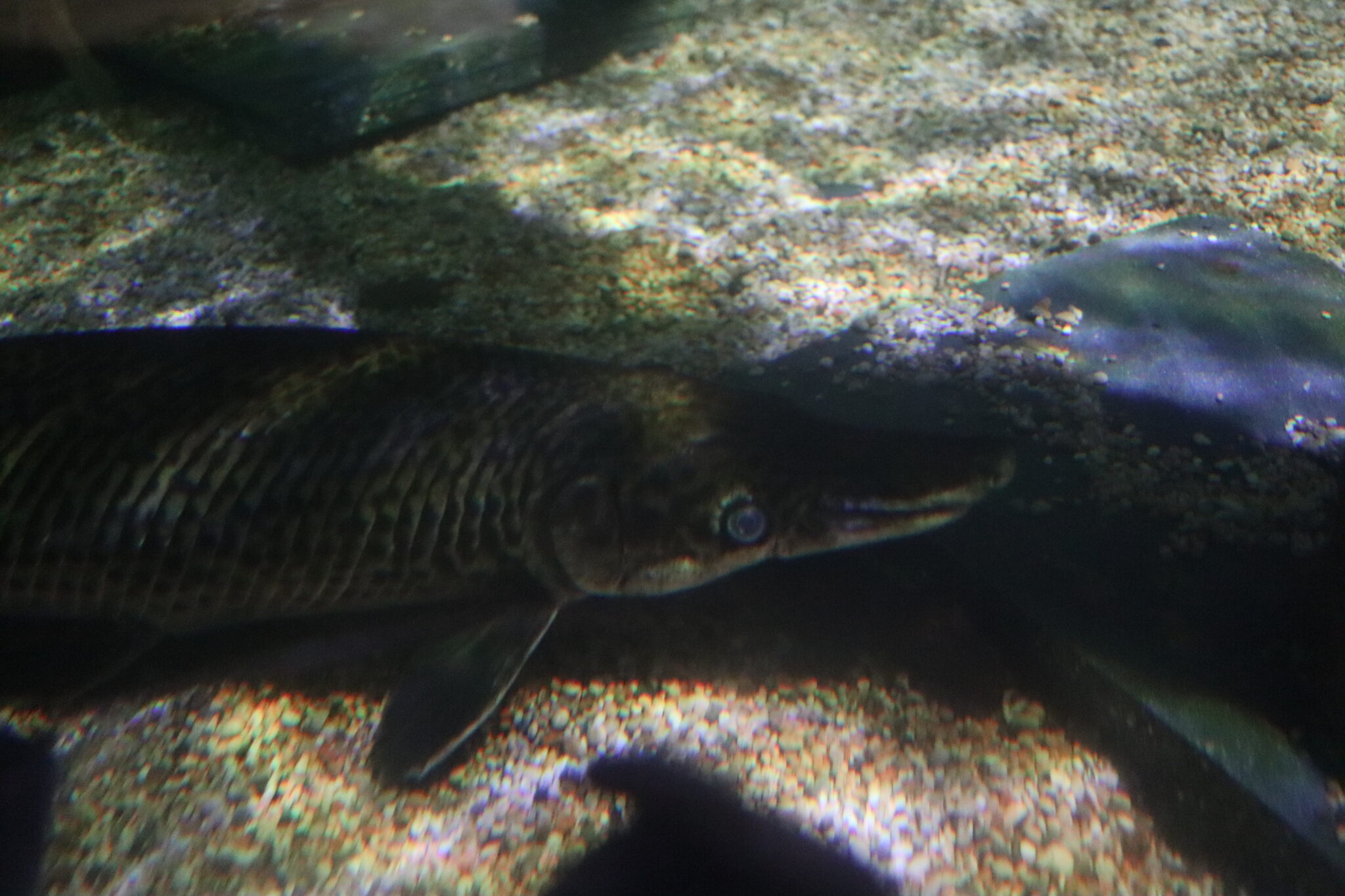 6 Fun Facts about the Alligator Gar | Deep Sea World