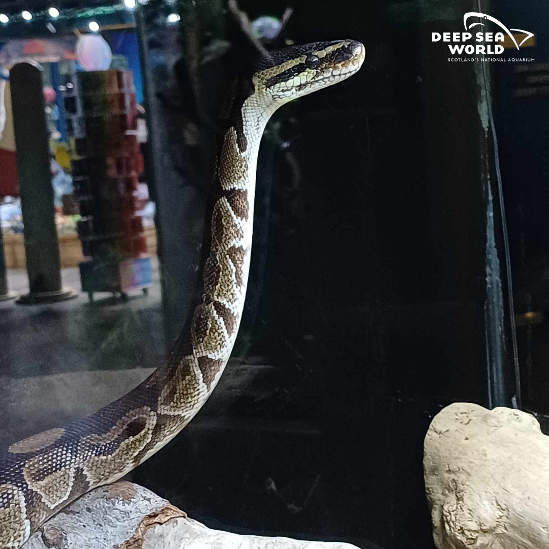 Differences between Cold-Blooded and Warm-Blooded Animals | Deep Sea World Differences between Cold-Blooded and Warm-Blooded Animals | Deep Sea World