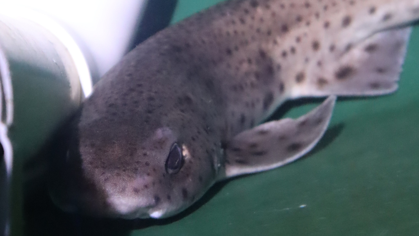 Welcome our Lesser Spotted Catsharks! | Deep Sea World