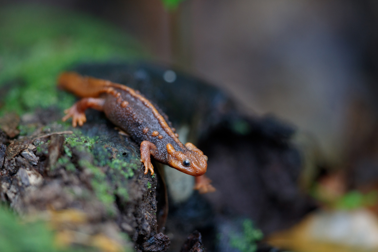 What are the Key Differences Between Newts & Salamanders? | Deep Sea World