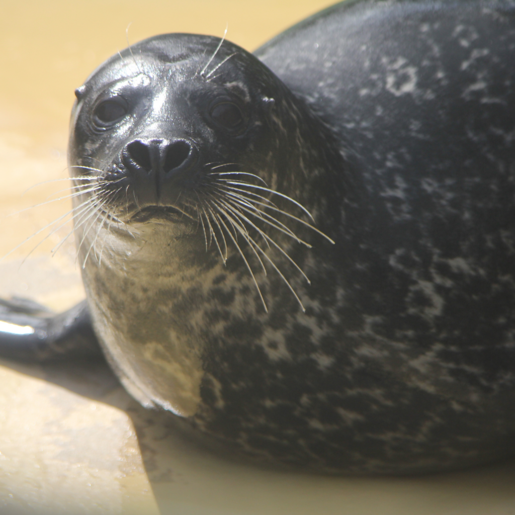 Seal Renovation - Updates | Deep Sea World