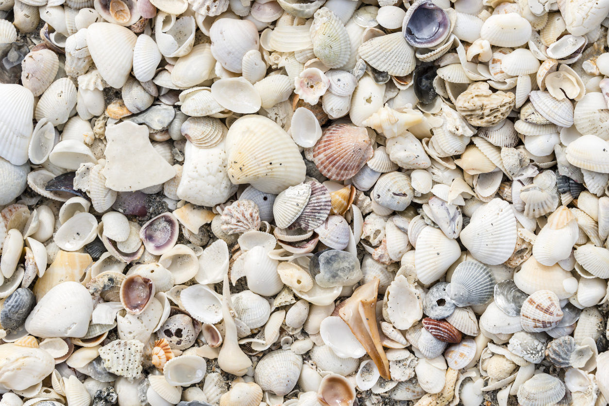 Everything you Need to Know about Seashells | Deep Sea World