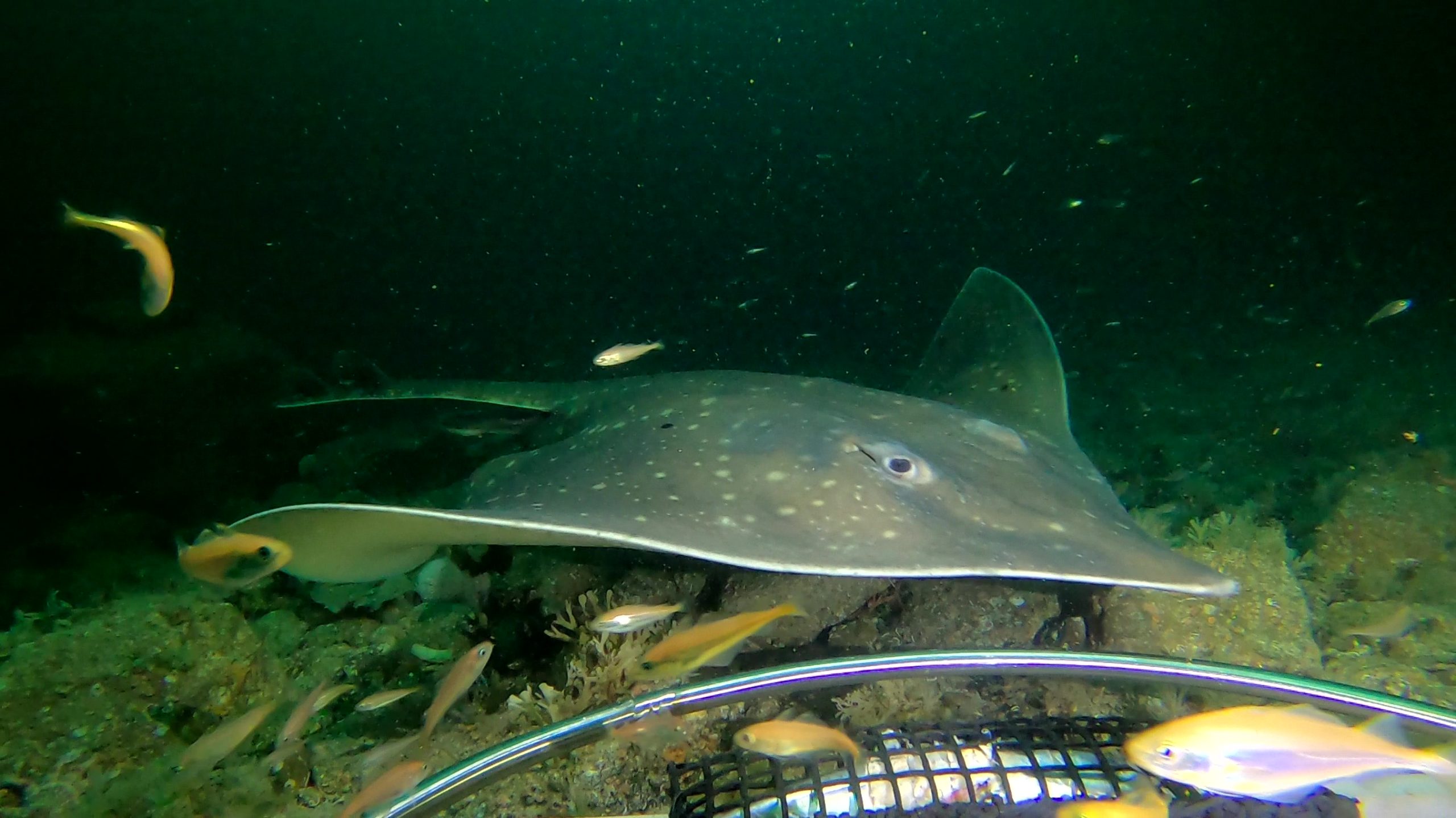 Orkney Skate Trust | Deep Sea World