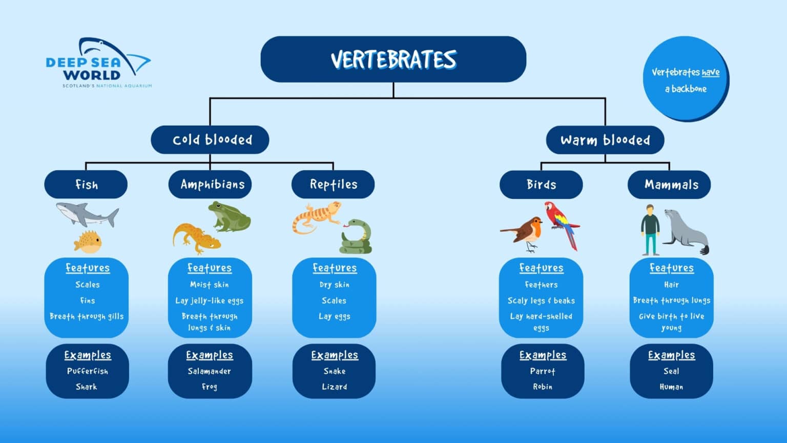 A Guide to Animal Classification | Deep Sea World