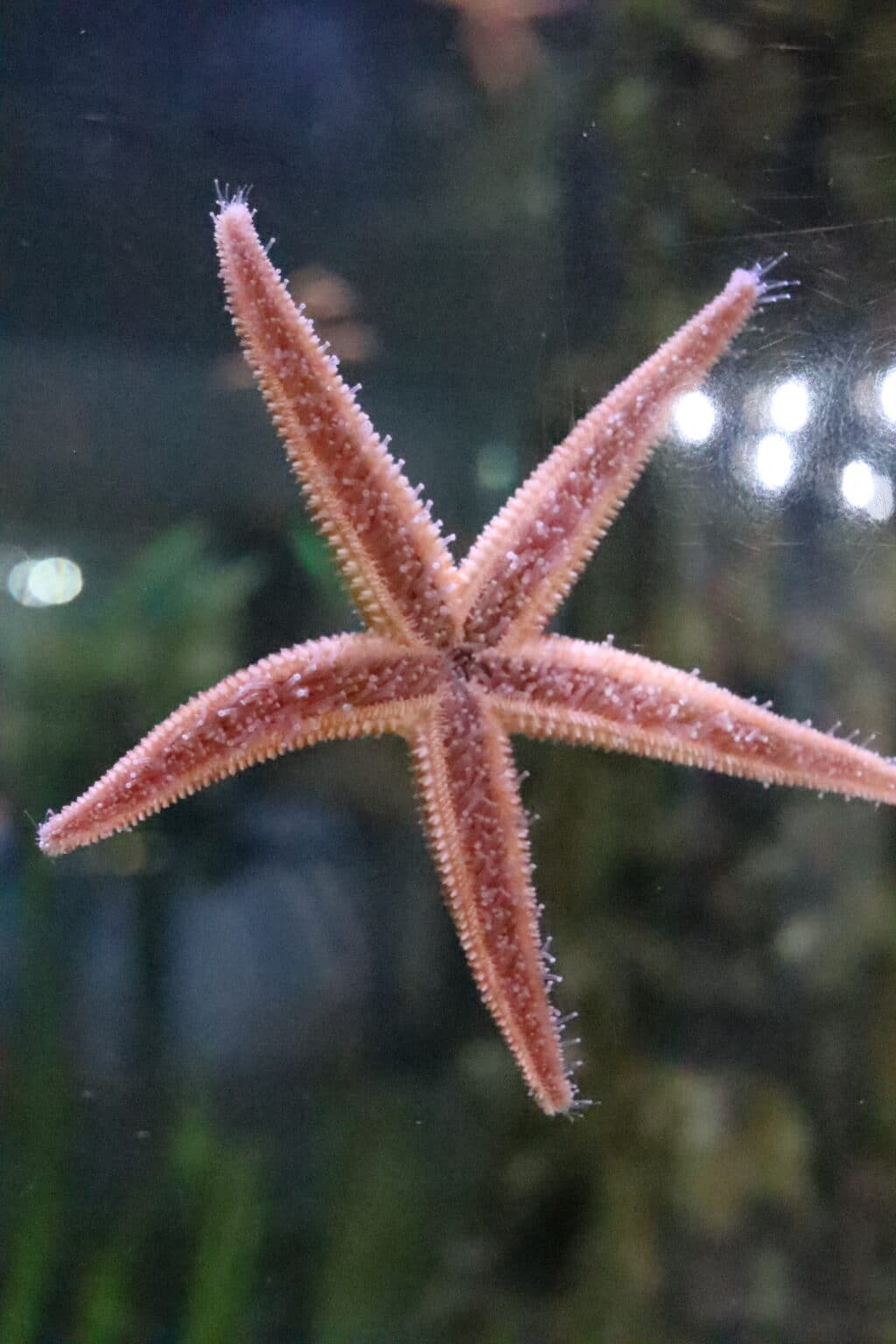 Starfish And Brittle Star | Deep Sea World
