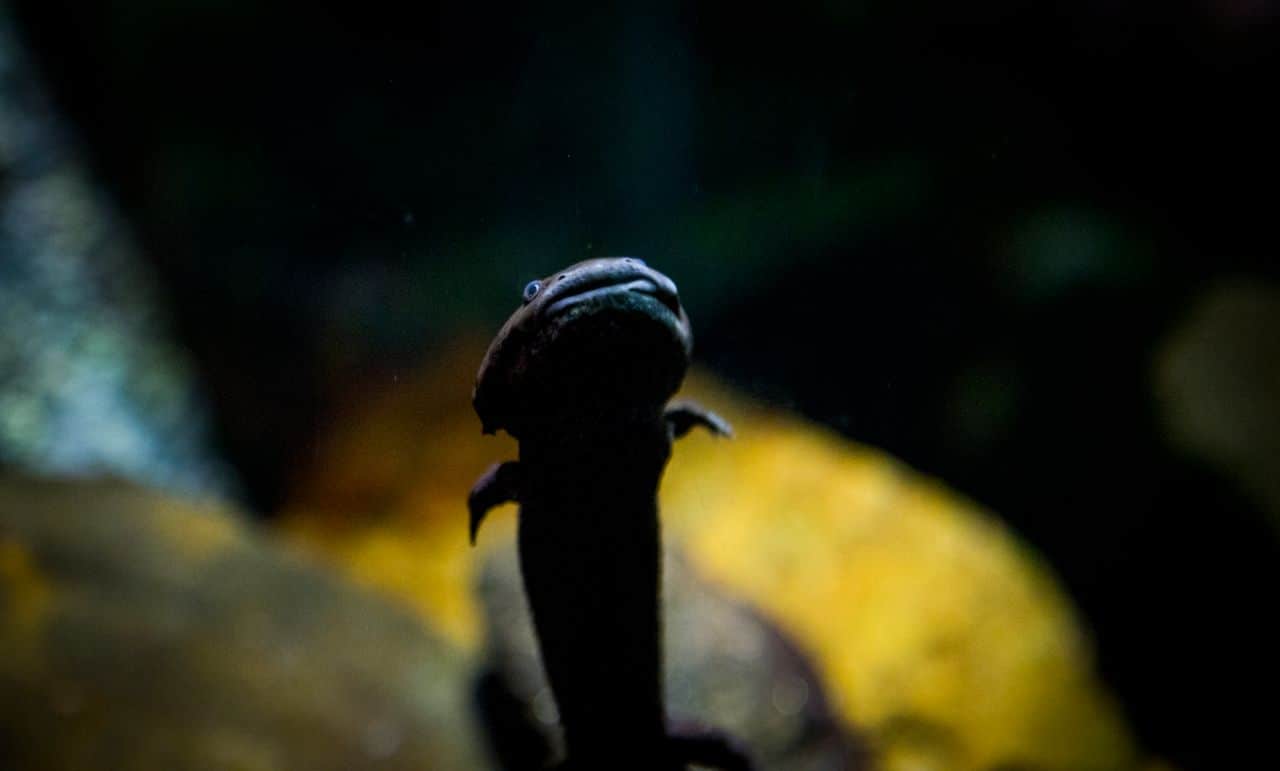 23 Axolotl Facts For Kids | Deep Sea World