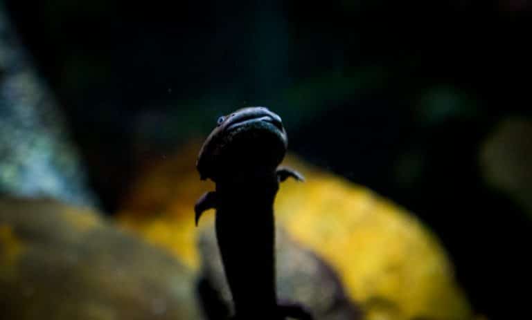 23 Axolotl Facts For Kids | Deep Sea World