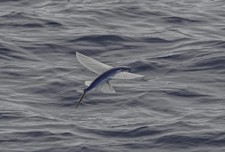 Can Fish Fly? 5 Interesting Facts about the Flying Fish | Deep Sea World
