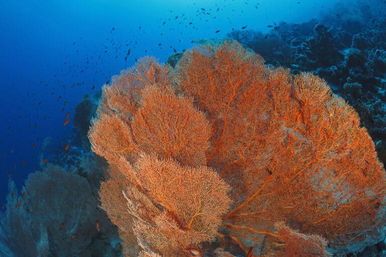 Exploring the Different Species of Coral | Deep Sea World