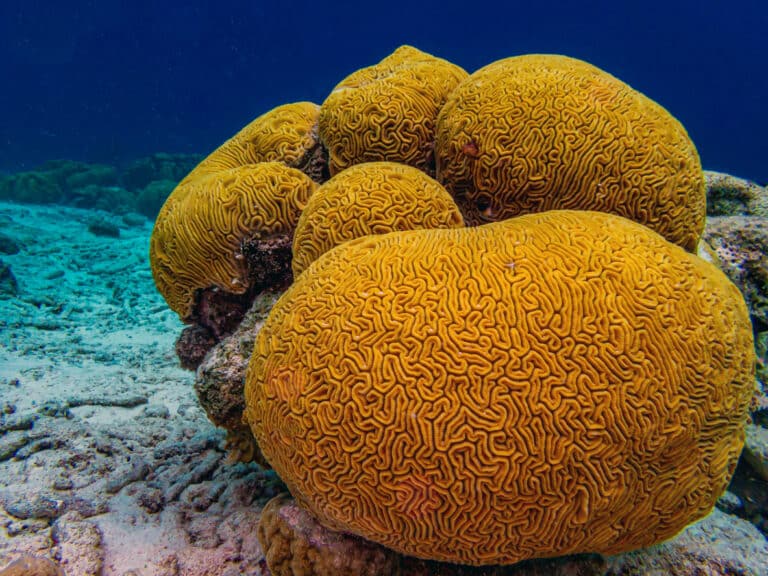 Exploring the Different Species of Coral | Deep Sea World