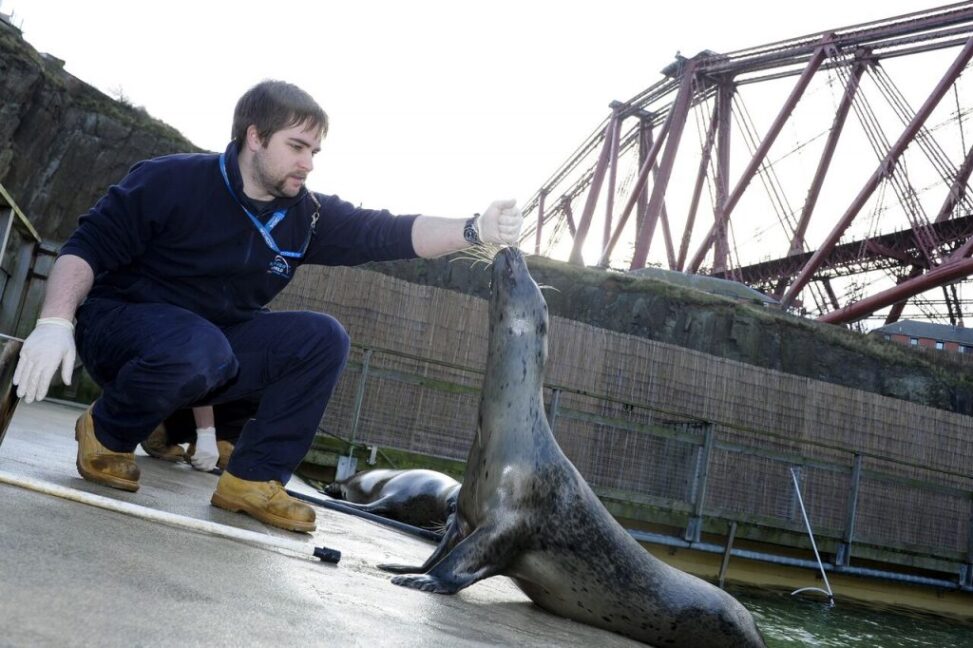 A Guide to Seals | Deep Sea World