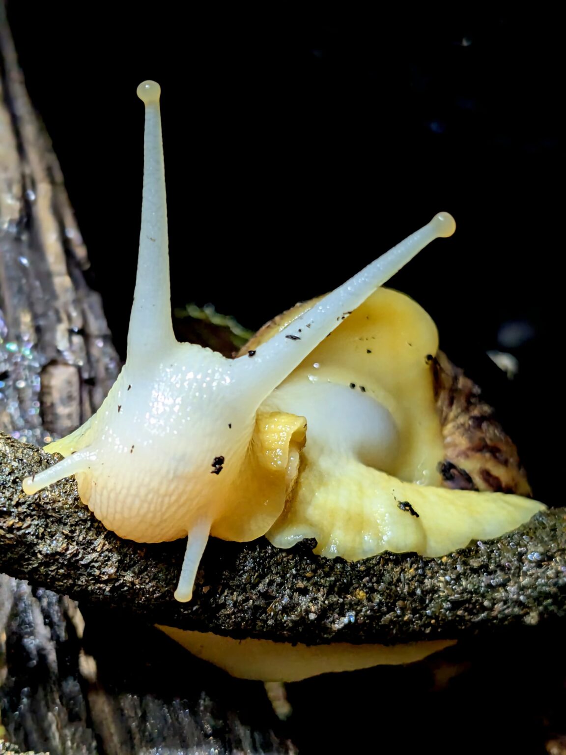 What is a Snail? 11 Facts You Need to Know | Deep Sea World